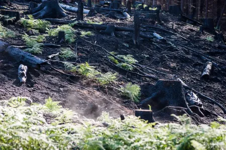 Restoring natural fire patterns through rewilding | Oppla