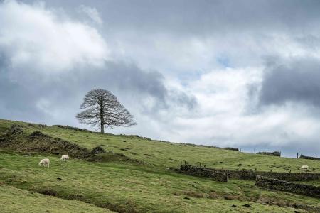 Integrating rewilding into intensively used farmland | Oppla