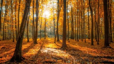 A systematic meta-review: The relationship between forest structures ...