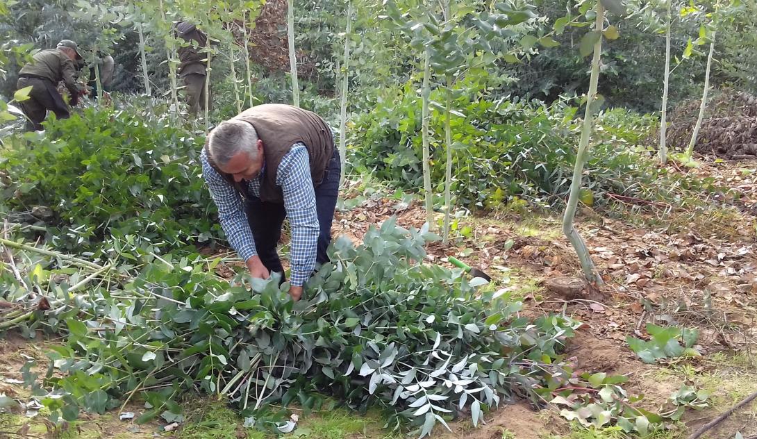 Synergies between forest owners and medicinal plant distiller : The case of Eucalyptus in ...